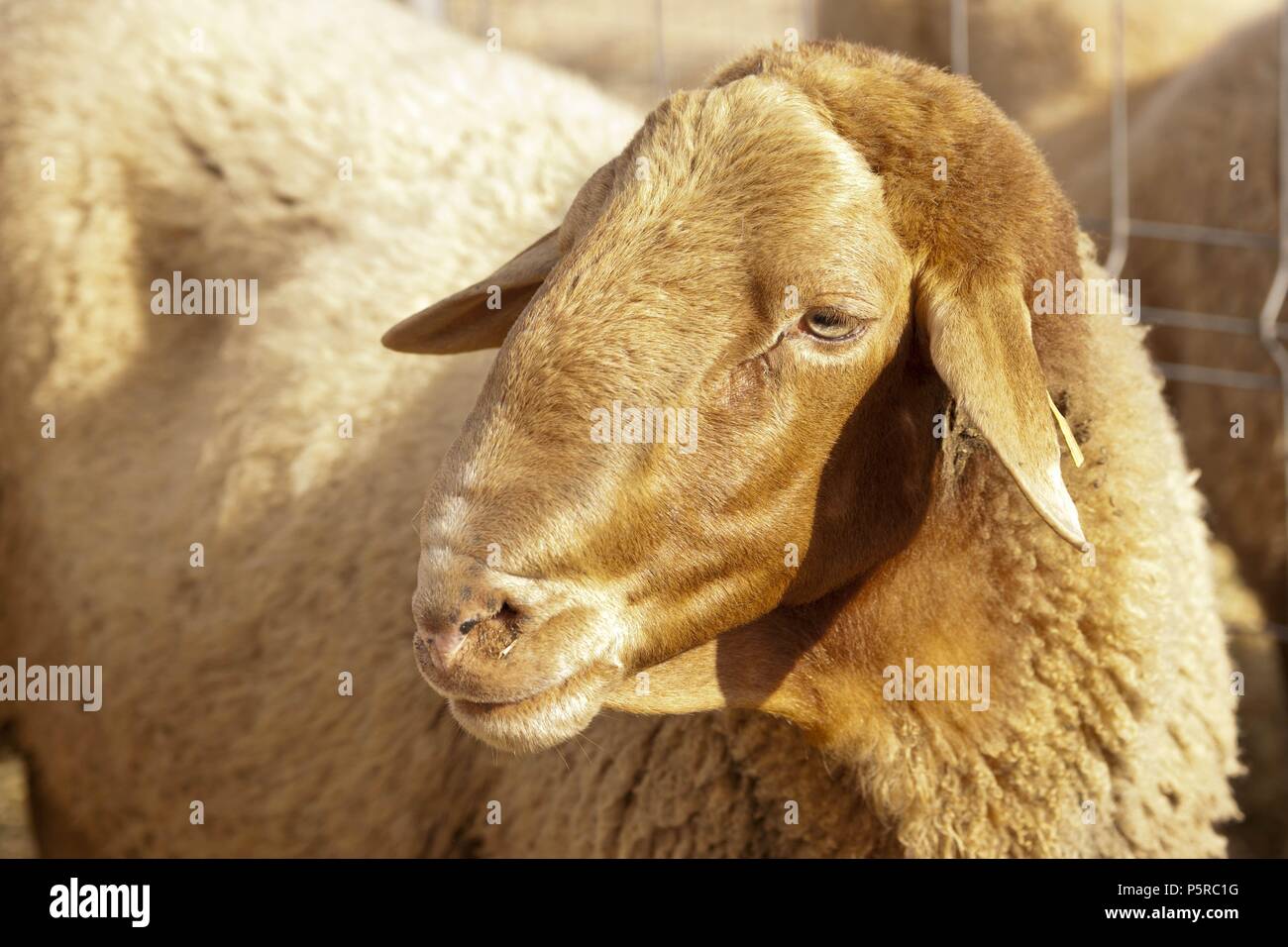 Oveja roja hi-res stock photography and images - Alamy