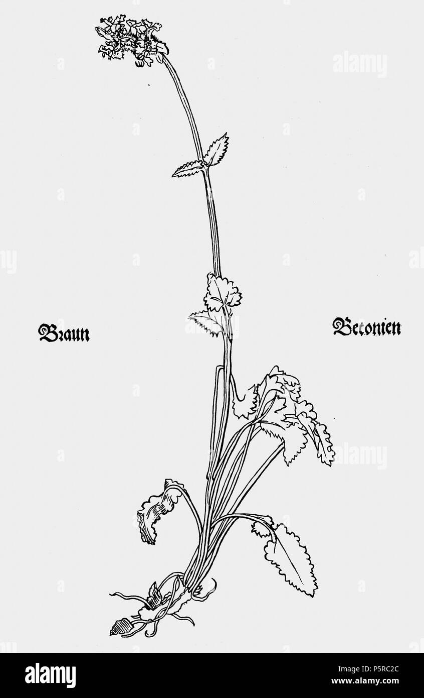 Brunfels hi-res stock photography and images - Alamy