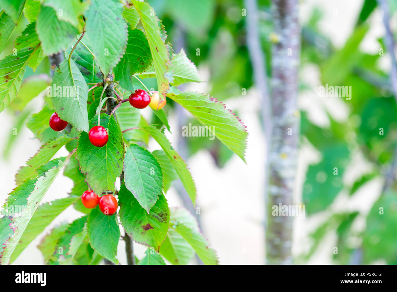 Wild red berries hi-res stock photography and images - Alamy