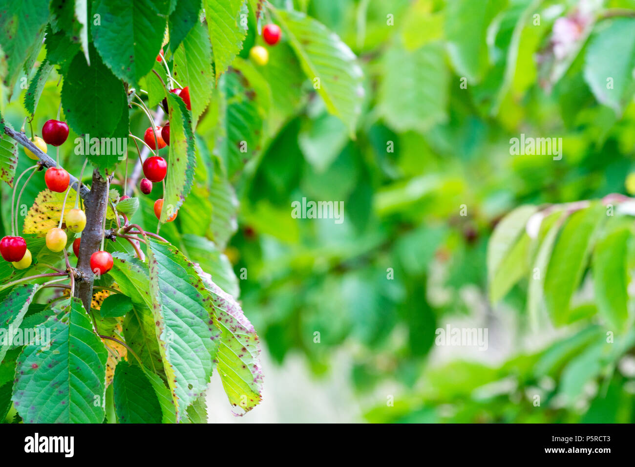 Wild red berries growing in a tree in countryside Stock Photo - Alamy