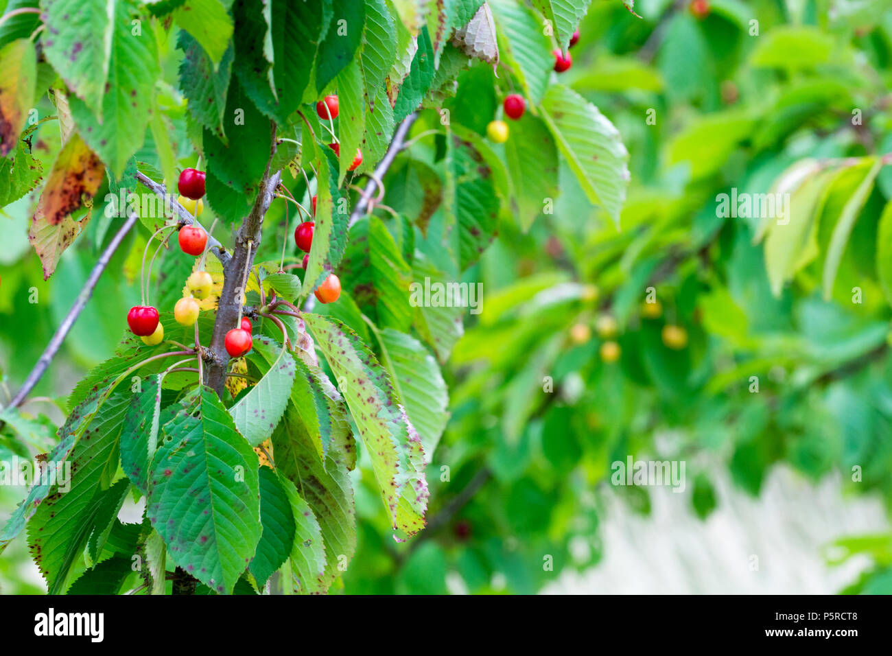 Wild red berries growing in a tree in countryside Stock Photo - Alamy