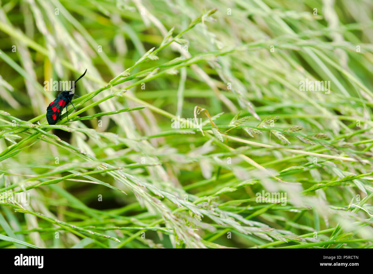 Black and red spotted insect with long antenna Stock Photo - Alamy