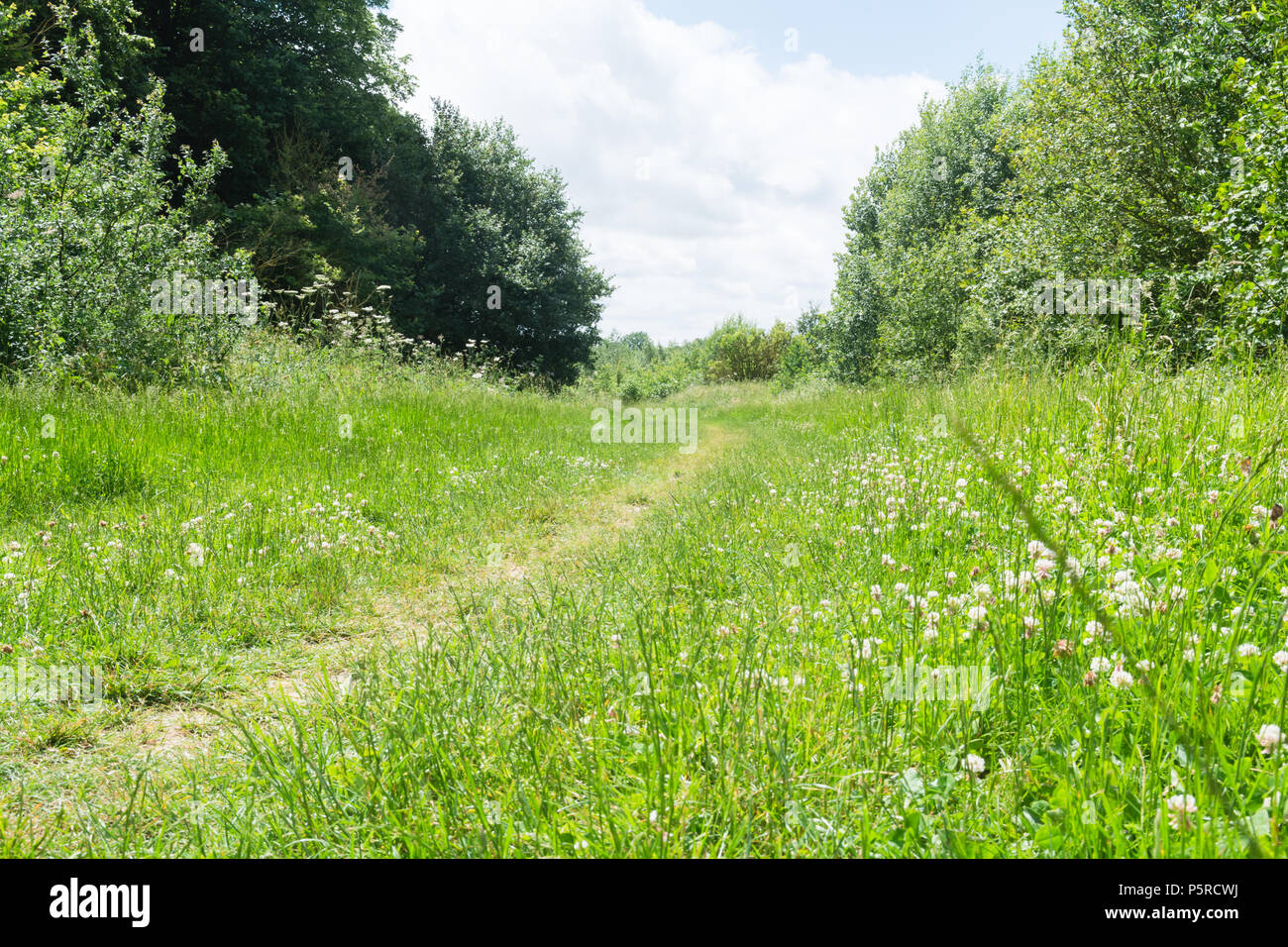 Country park tree walkway walking path outdoor hi-res stock photography ...