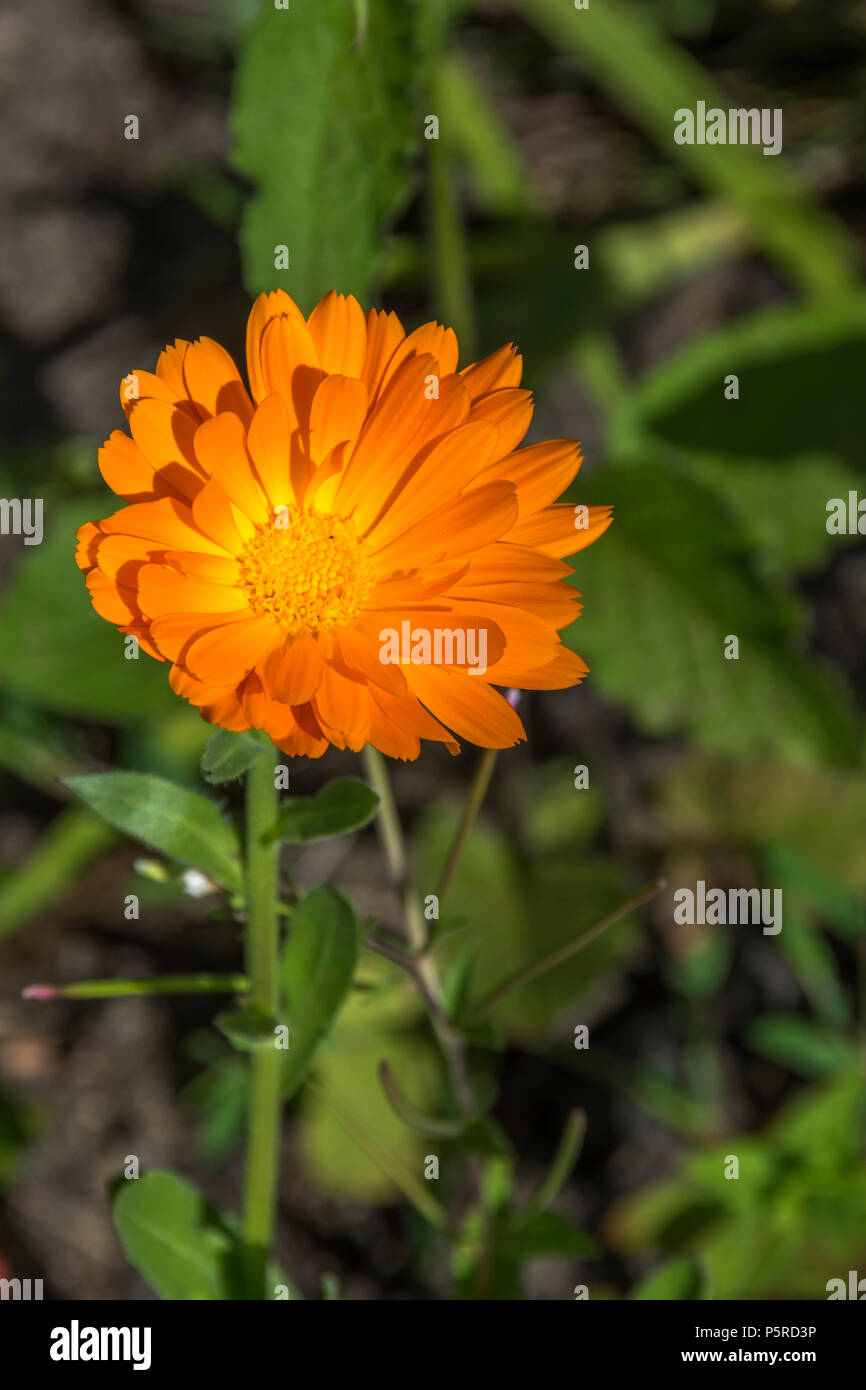 Calendula officinalis, the pot marigold, ruddles, common marigold or ...
