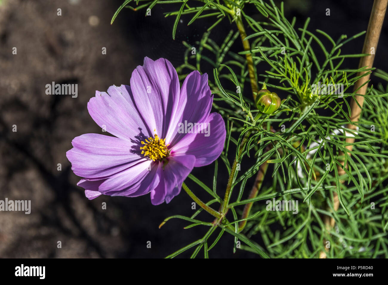 Cosmos are herbaceous perennial plants or annual plants. Purple flower ...
