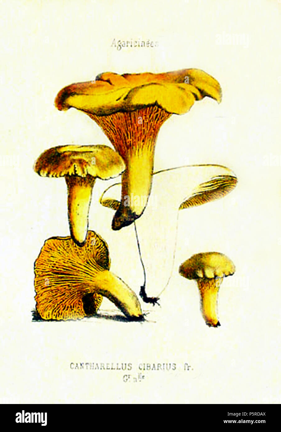 C cibarius hi-res stock photography and images - Alamy