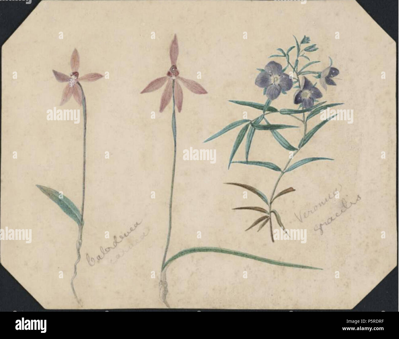 Caladenia carnea hi-res stock photography and images - Alamy