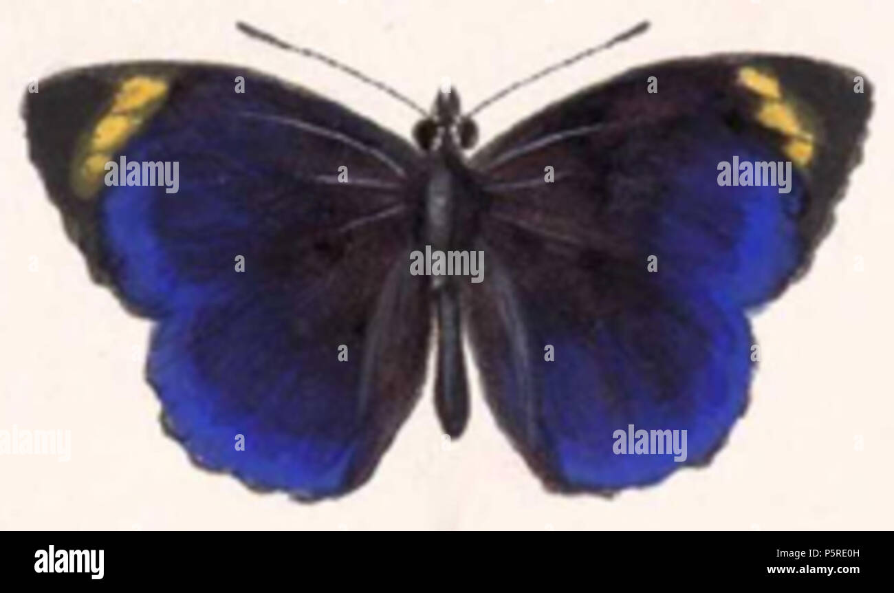 Callicore hi-res stock photography and images - Alamy