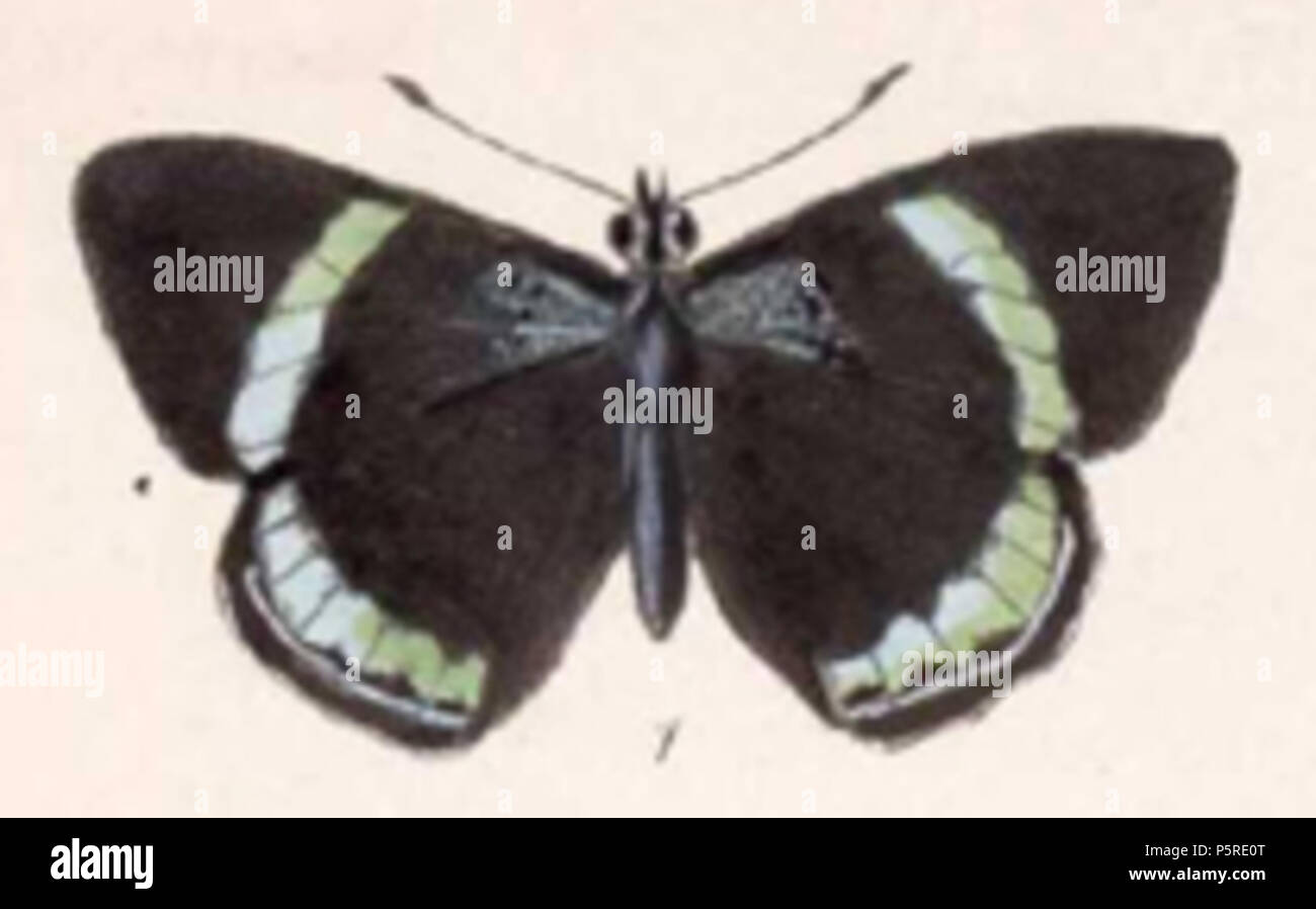 Callicore hi-res stock photography and images - Alamy