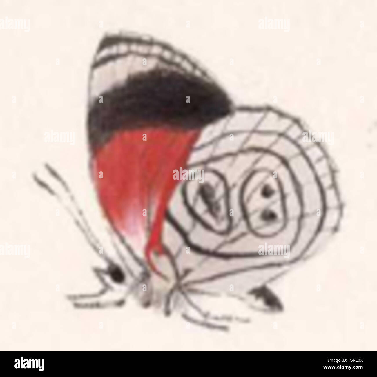 Callicore butterfly hi-res stock photography and images - Alamy