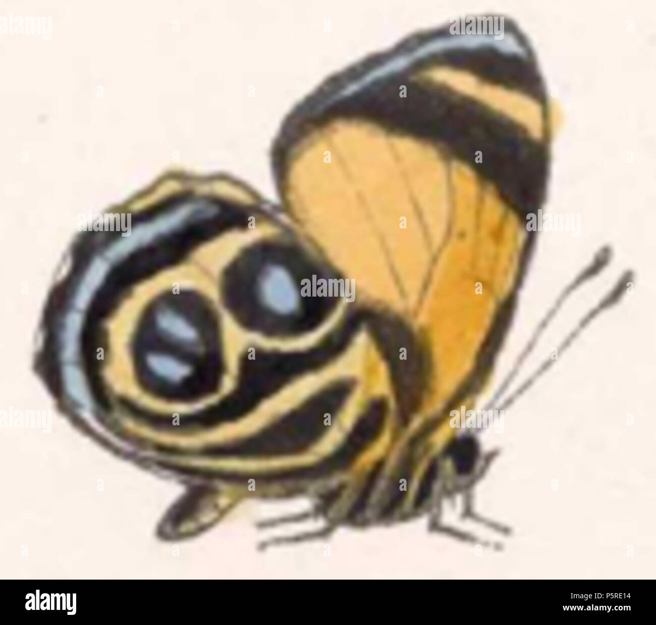 264 Callicore tolima (underside Stock Photo - Alamy