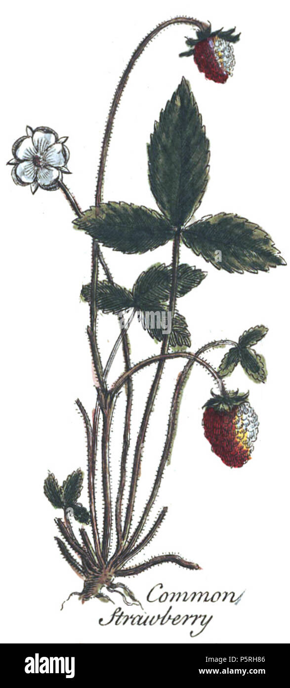 Flowers strawberry plant Cut Out Stock Images & Pictures - Alamy