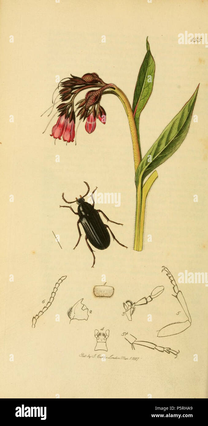 Melandrya canaliculata hi-res stock photography and images - Alamy