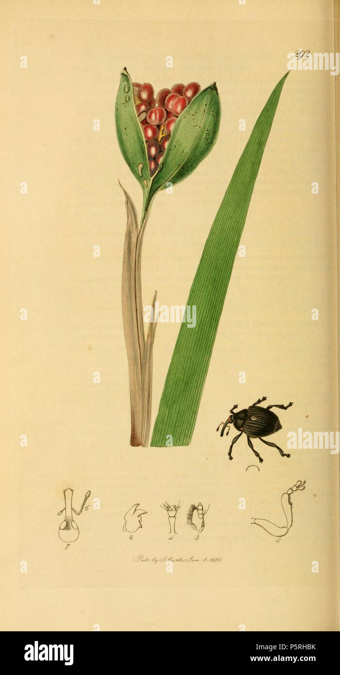 Mononychus pseudacori hi-res stock photography and images - Alamy