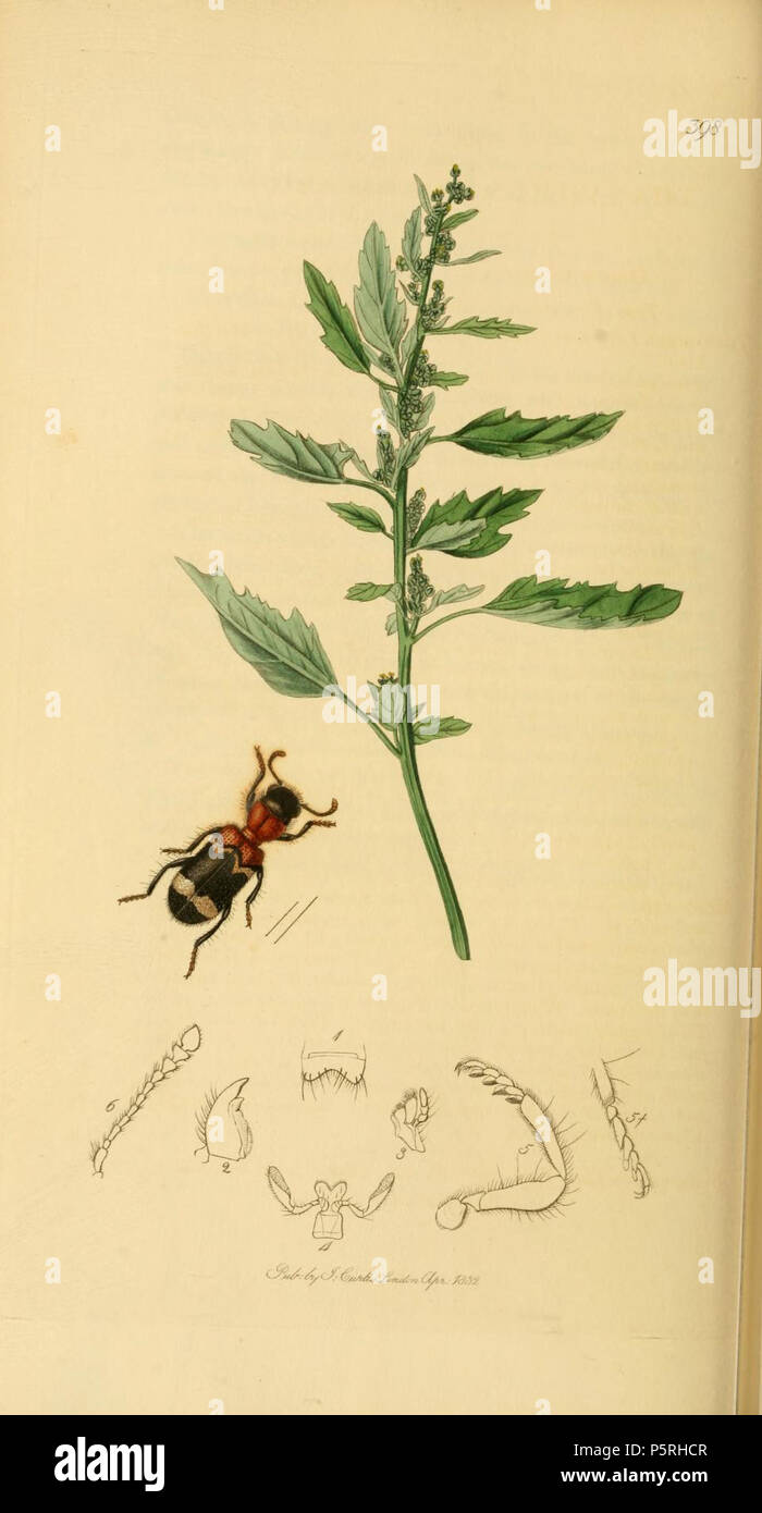 Thanasimus formicarius hi-res stock photography and images - Alamy