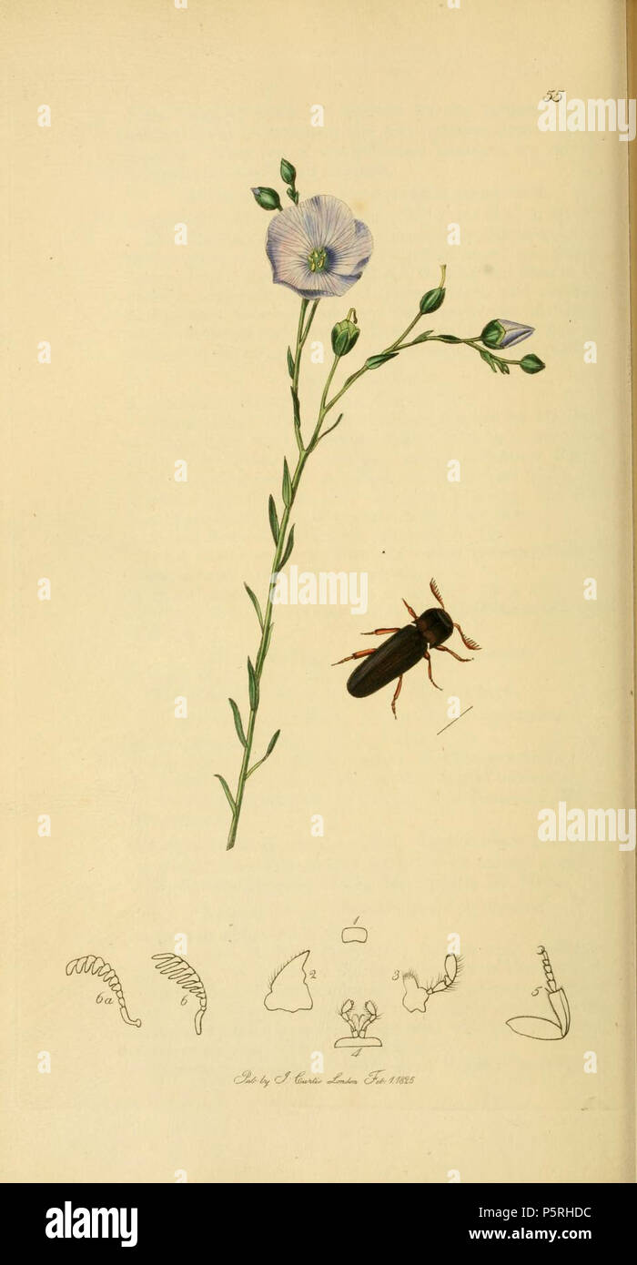 Melasis buprestoides hi-res stock photography and images - Alamy