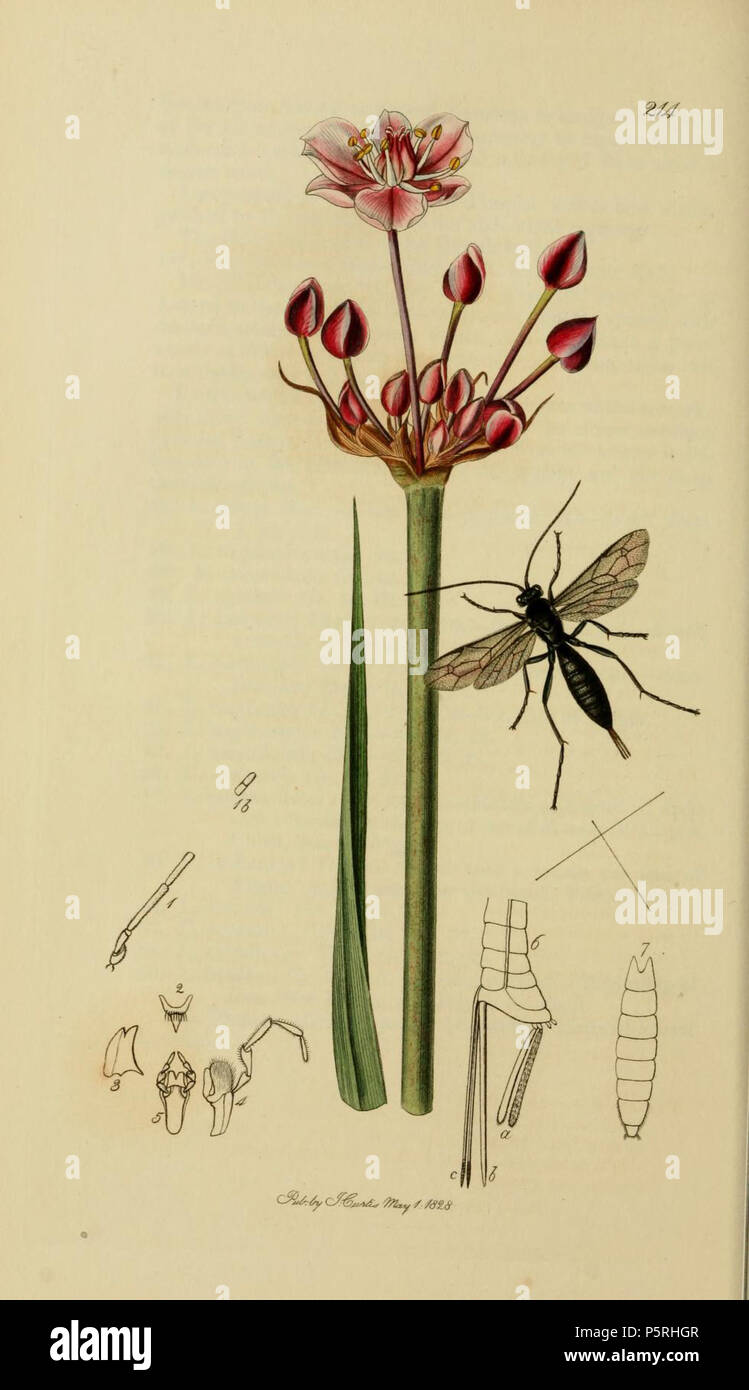 Pimpla hi-res stock photography and images - Alamy