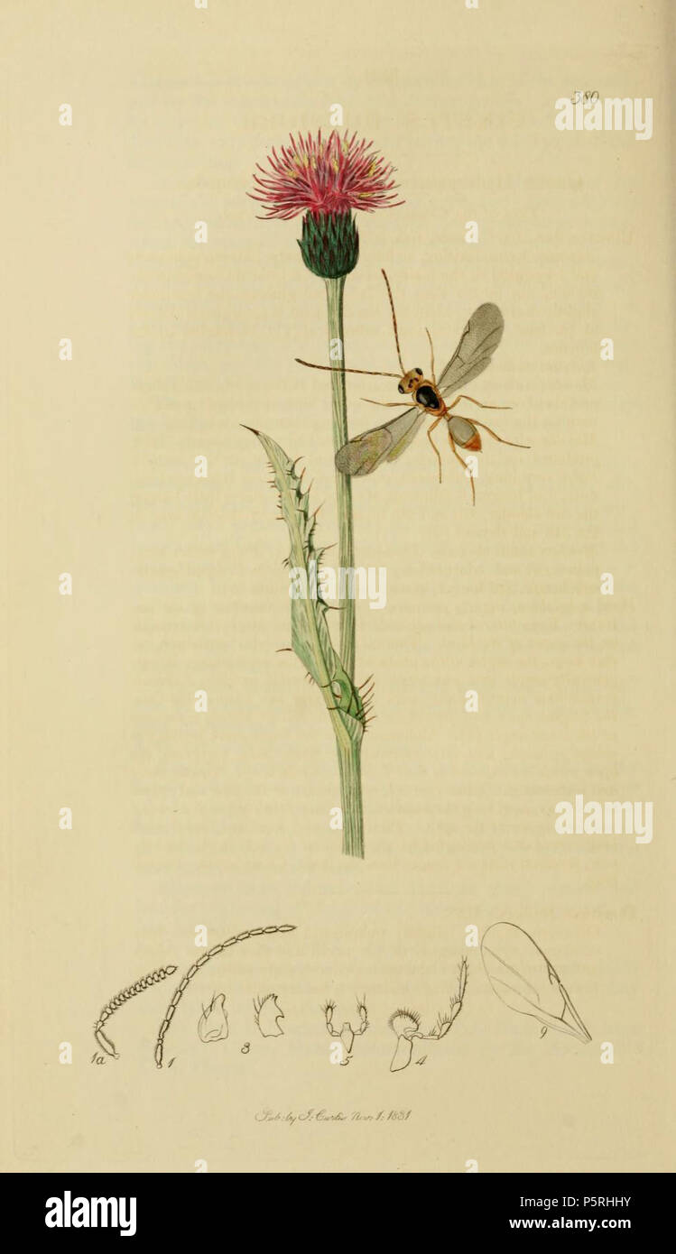 Dorsiger hi-res stock photography and images - Alamy