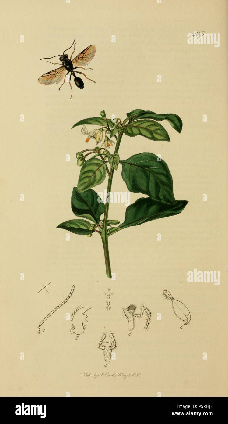 Helorus anomalipes hi-res stock photography and images - Alamy