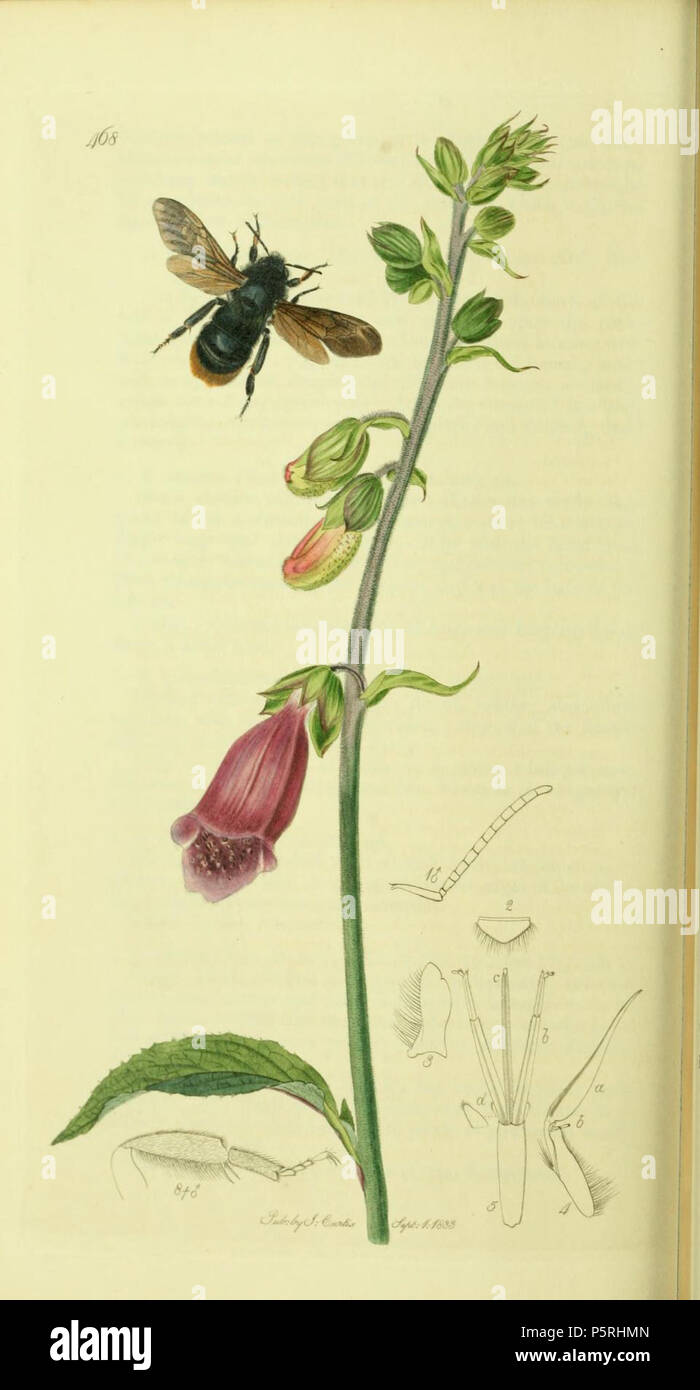 Psithyrus rupestris hi-res stock photography and images - Alamy