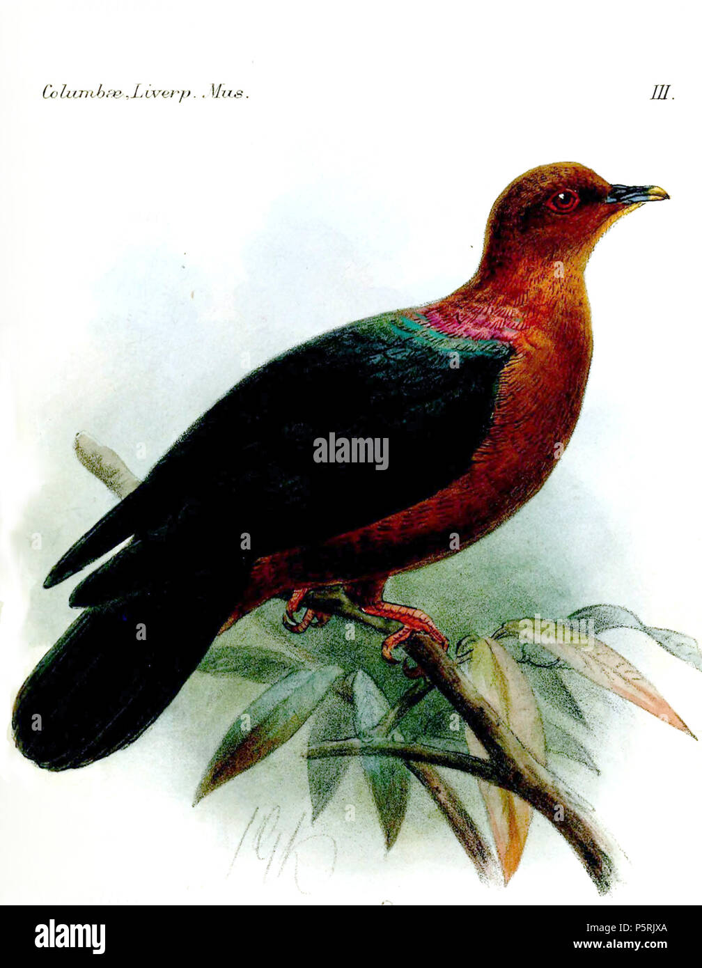 Dutch dove Cut Out Stock Images & Pictures - Alamy