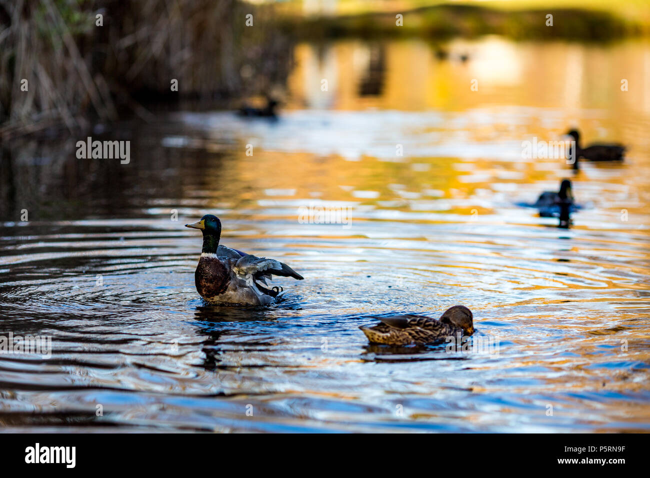 Drake duck spreads his wings and female mallard duck swims next to it ...