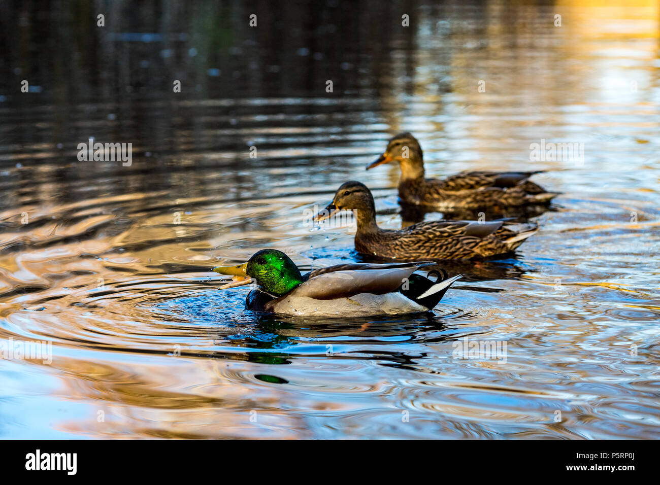 Mallard duck beak open hi-res stock photography and images - Alamy