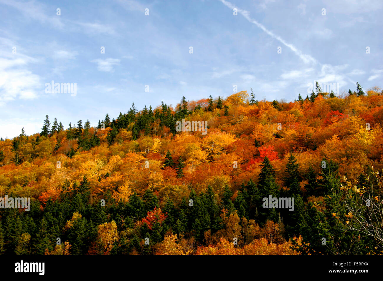 The wooded autumn trees of Canada's east coast Stock Photo - Alamy