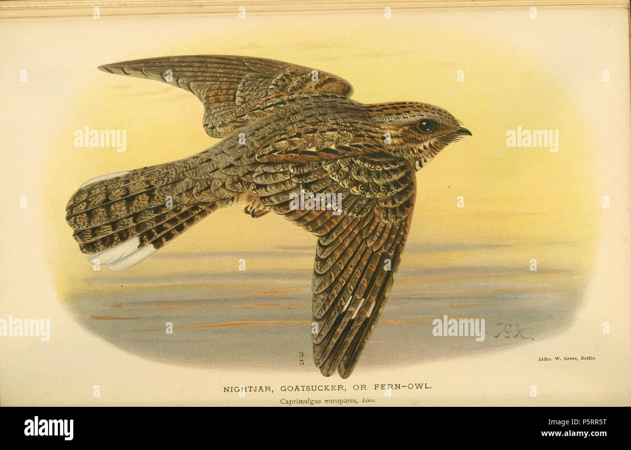 N/A. English: A European Nightjar flying. A lithograph of a painting by ...