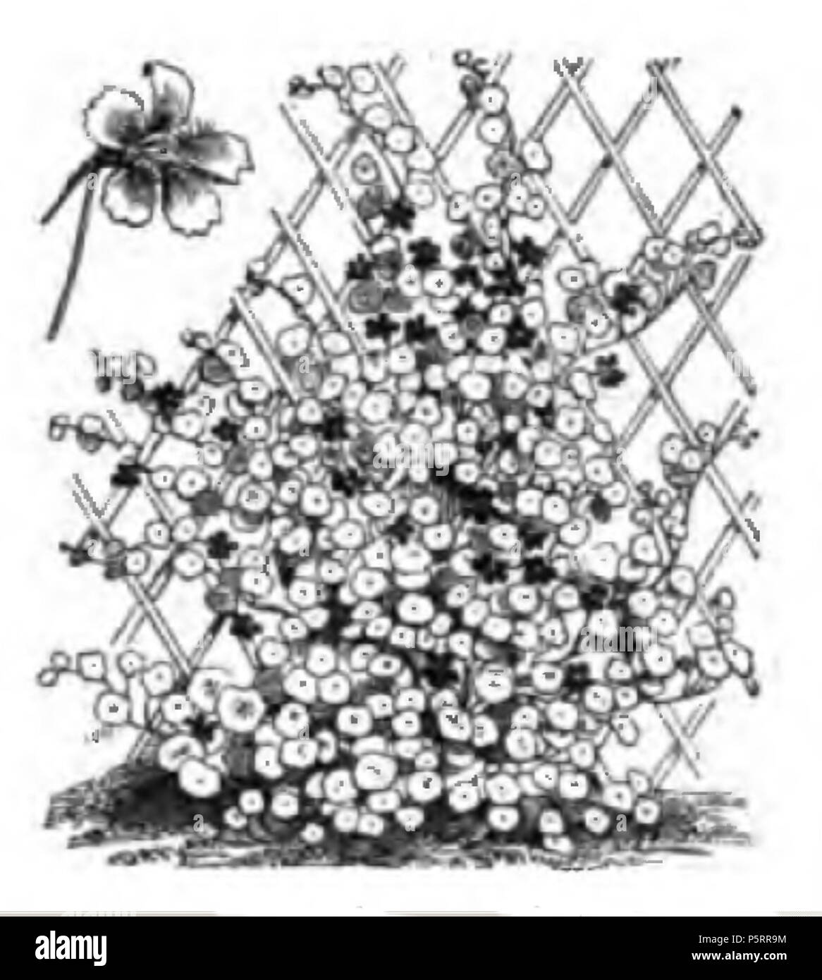 Capucine hi-res stock photography and images - Alamy