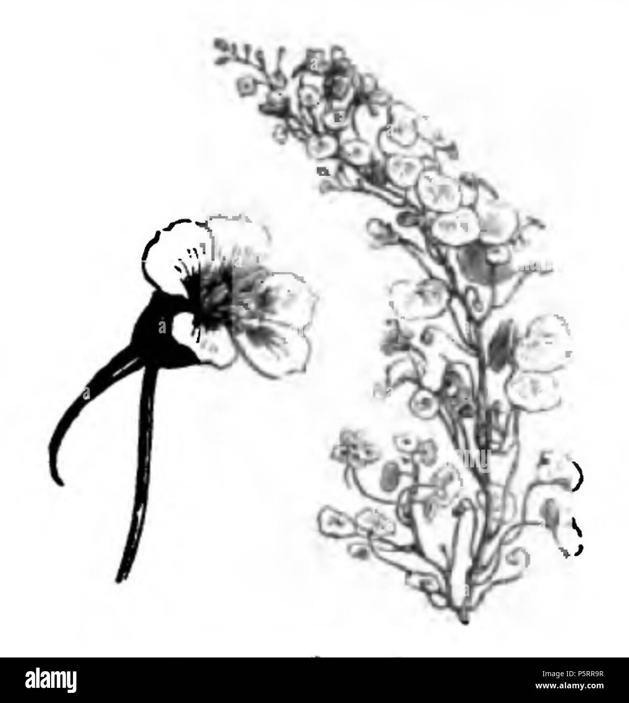 Capucine hi-res stock photography and images - Alamy