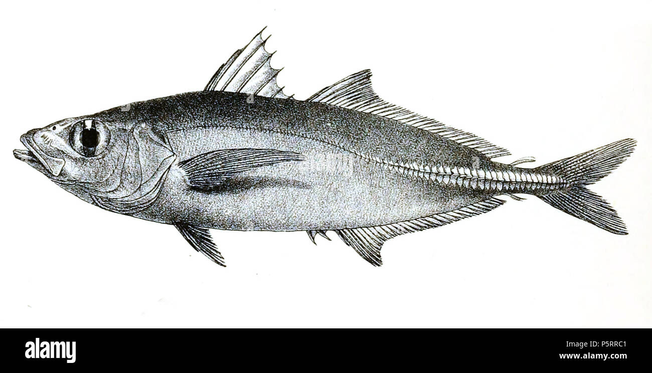 Kurra hi-res stock photography and images - Alamy