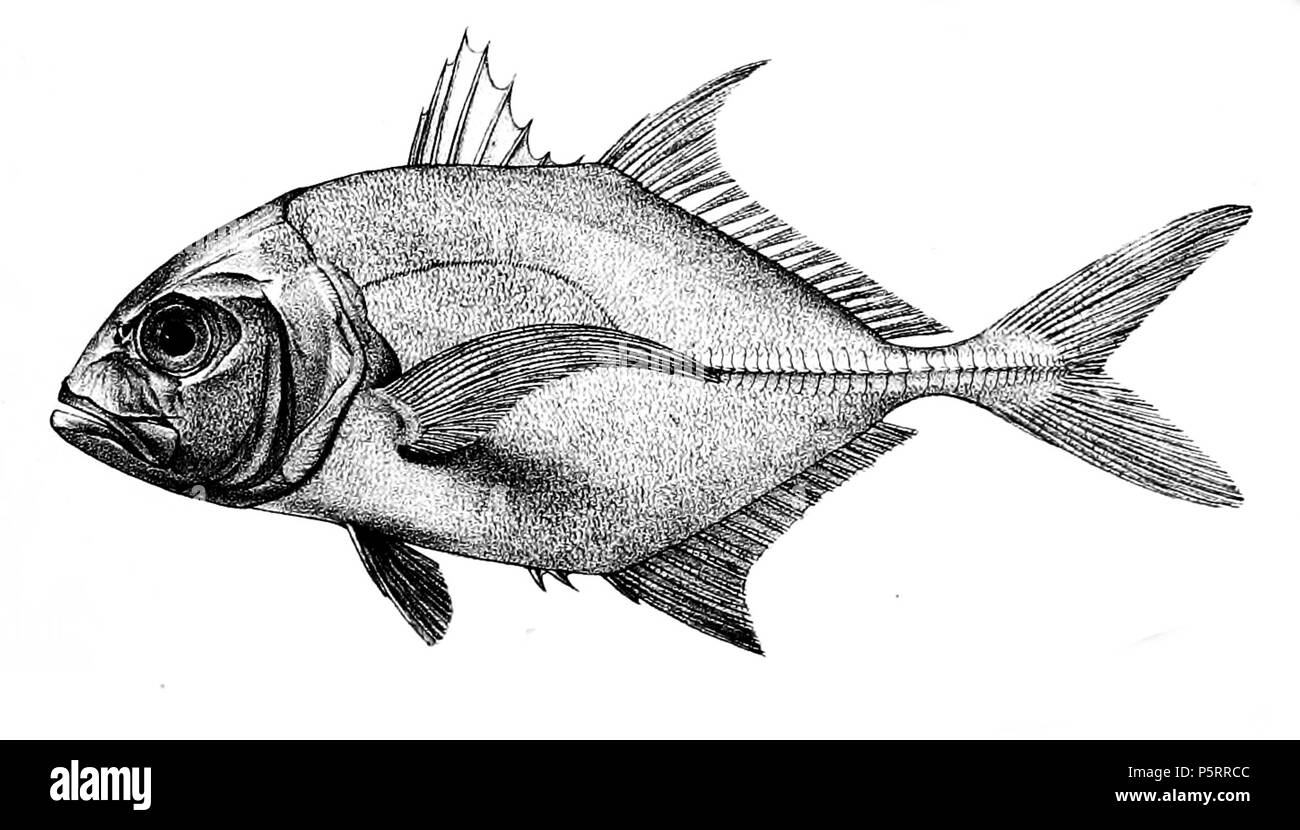 George g fish Black and White Stock Photos & Images - Alamy