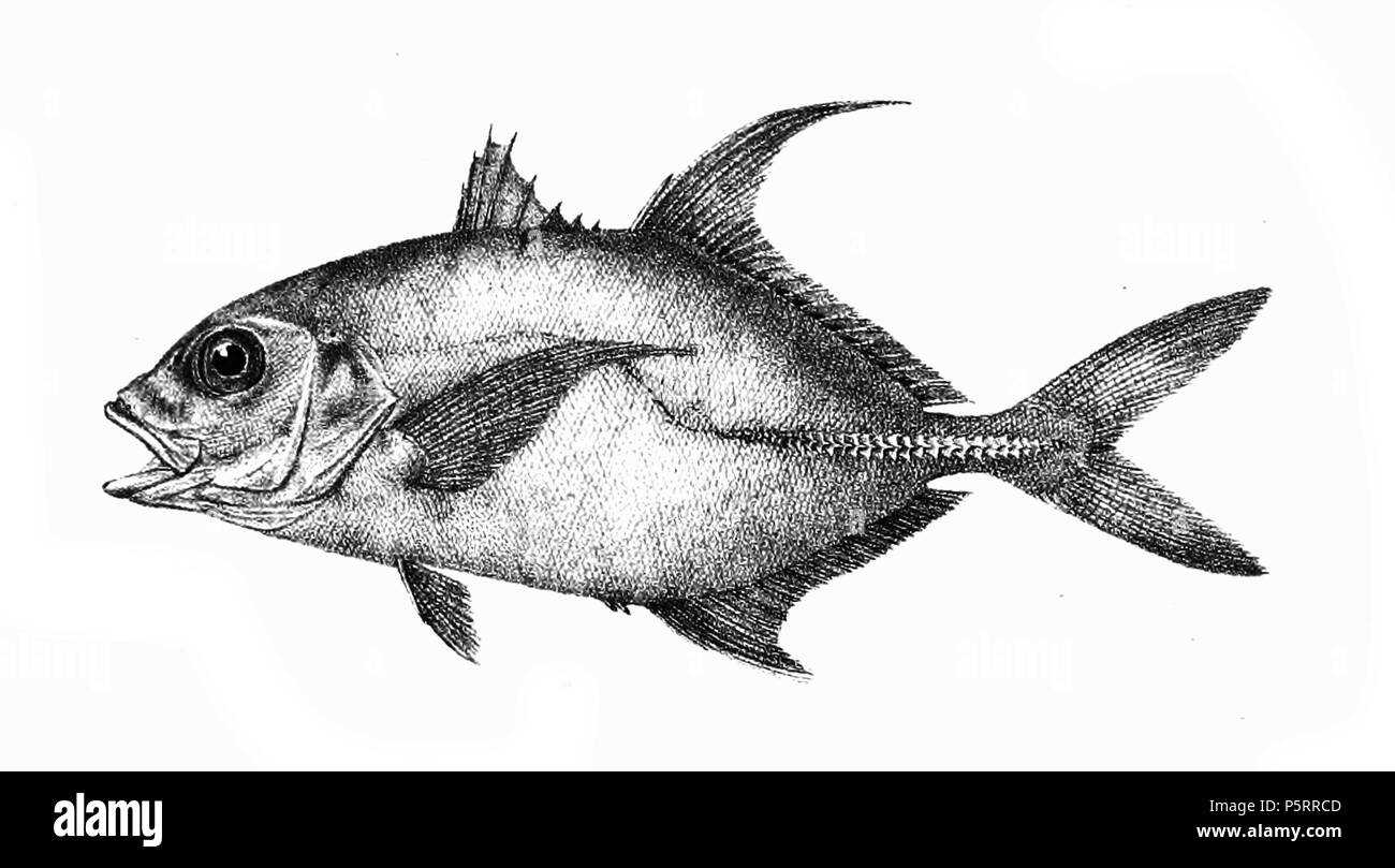 Oblongus hi-res stock photography and images - Alamy