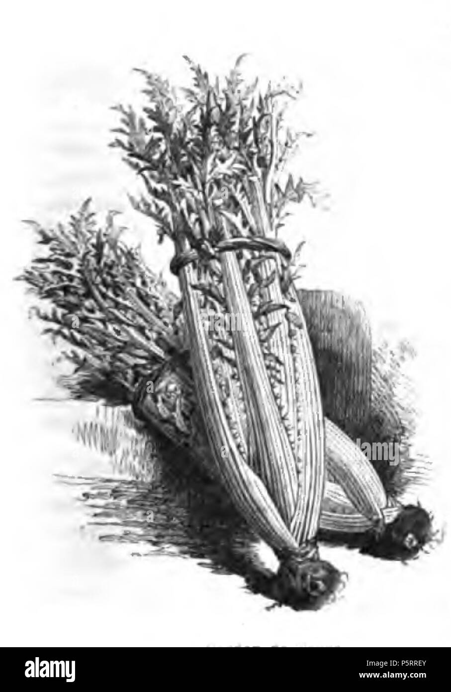 Cardon Cut Out Stock Images & Pictures - Alamy