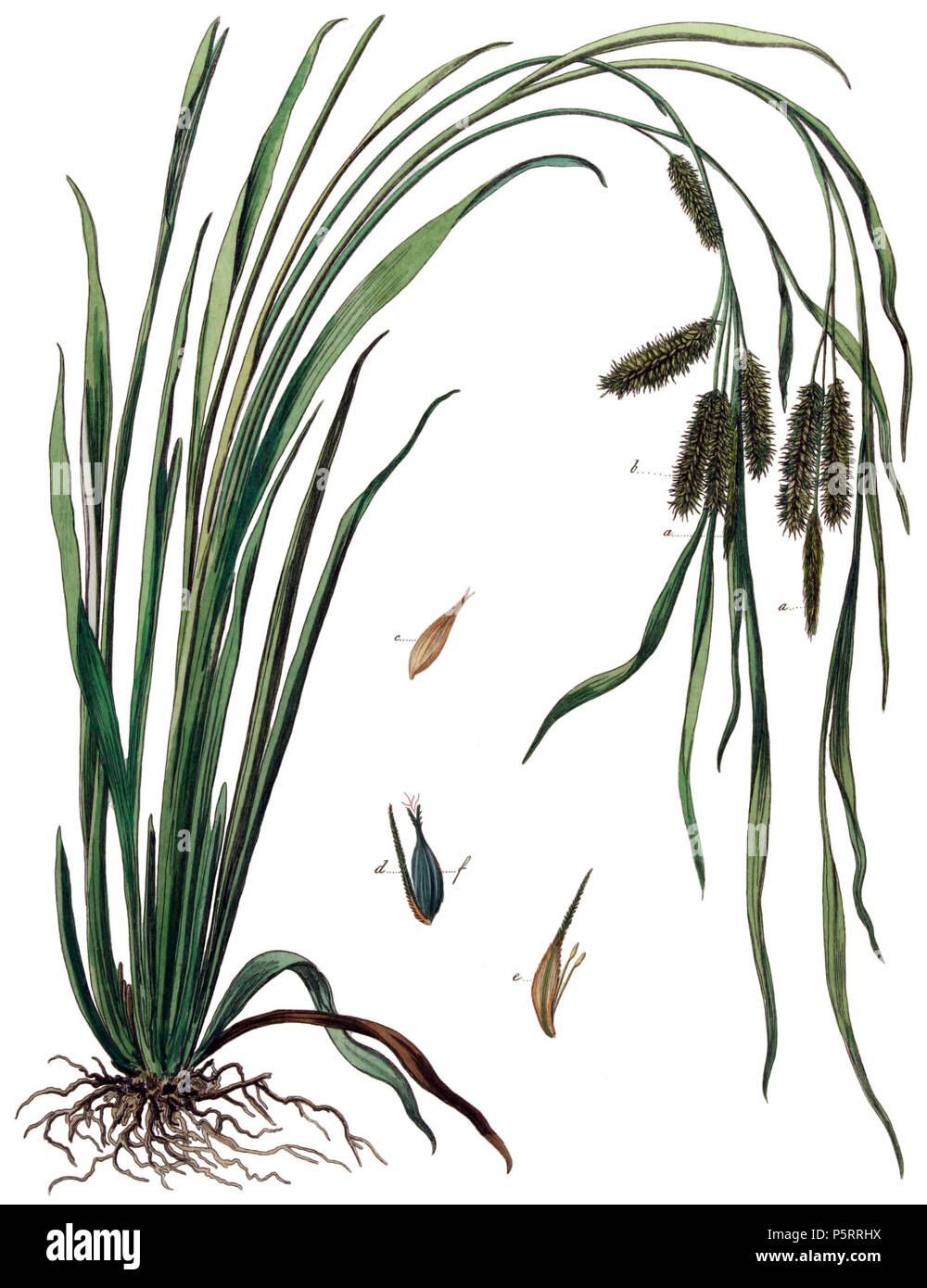 Pseudo cyperus hi-res stock photography and images - Alamy