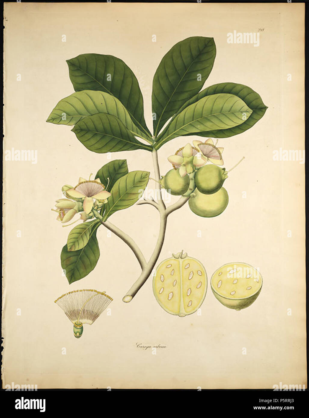 Between 1795 and 1819 n a roxburgh hi-res stock photography and images ...