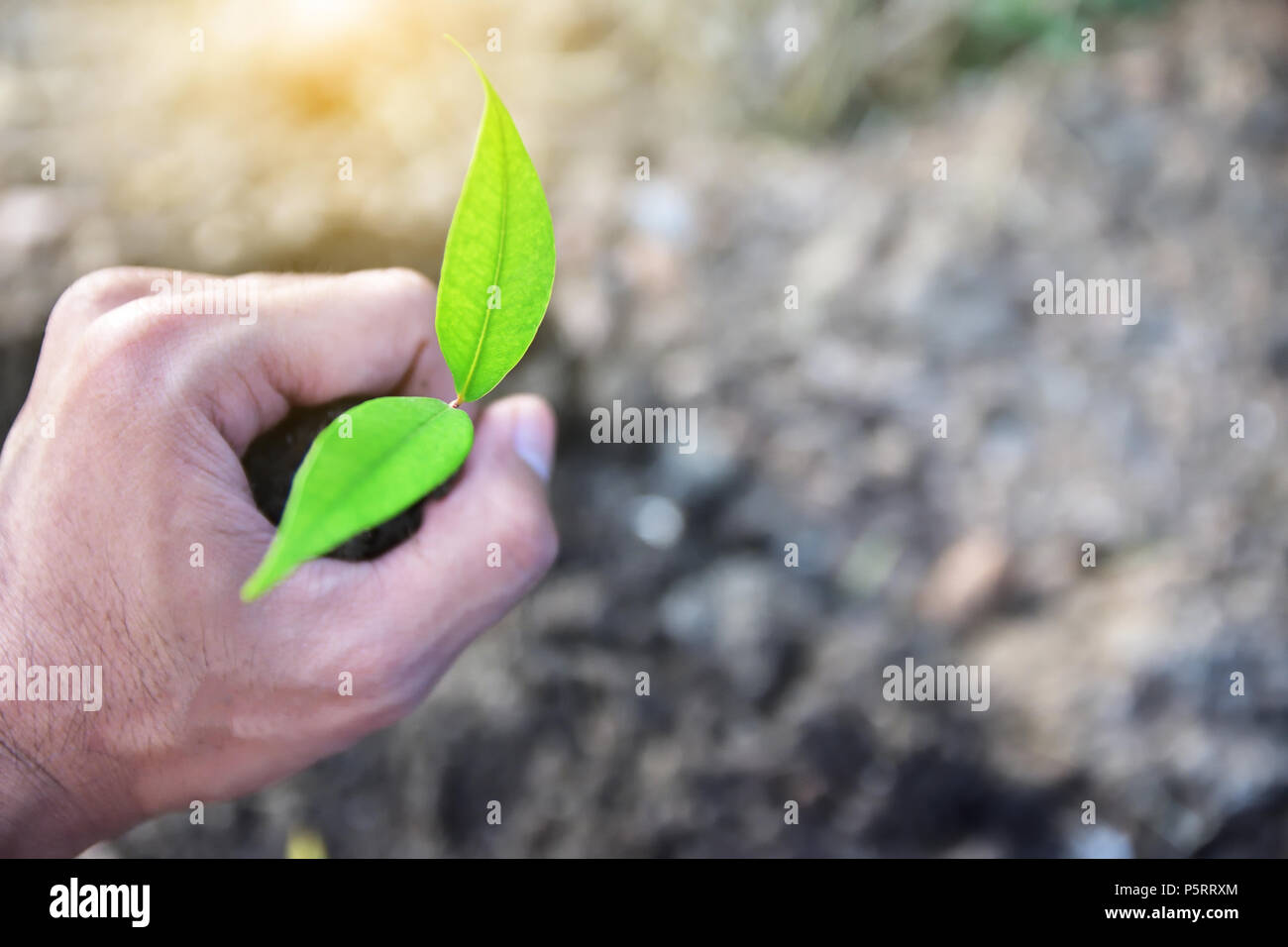 People are holding tree seedlings in their hands to prepare trees for ...