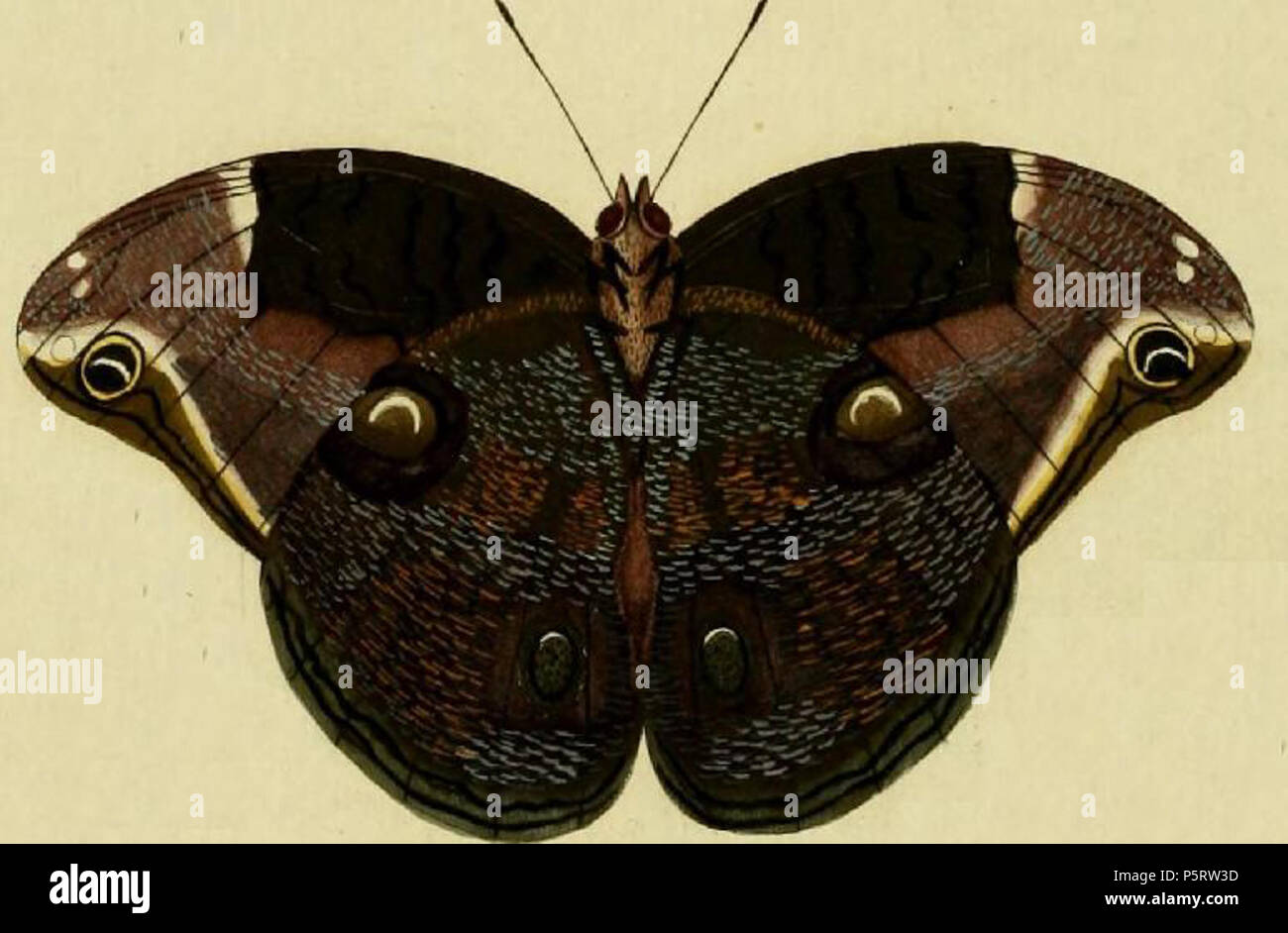 Xantus hi-res stock photography and images - Alamy