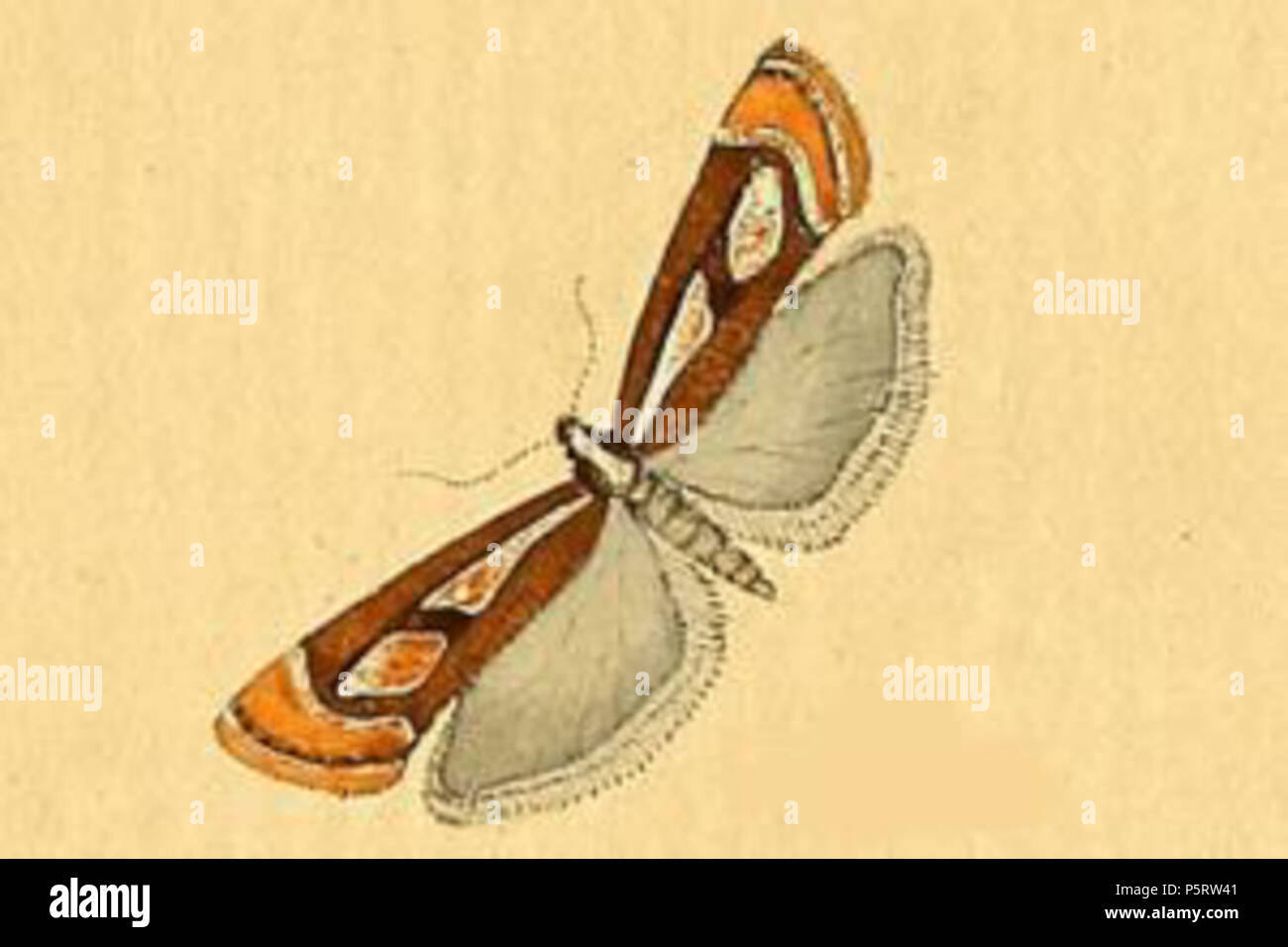 1805 n a jacob hubner 1761 1826 alternative n hi-res stock photography ...