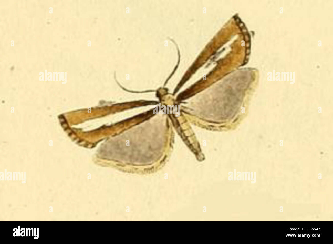 Jacob hubner hi-res stock photography and images - Alamy