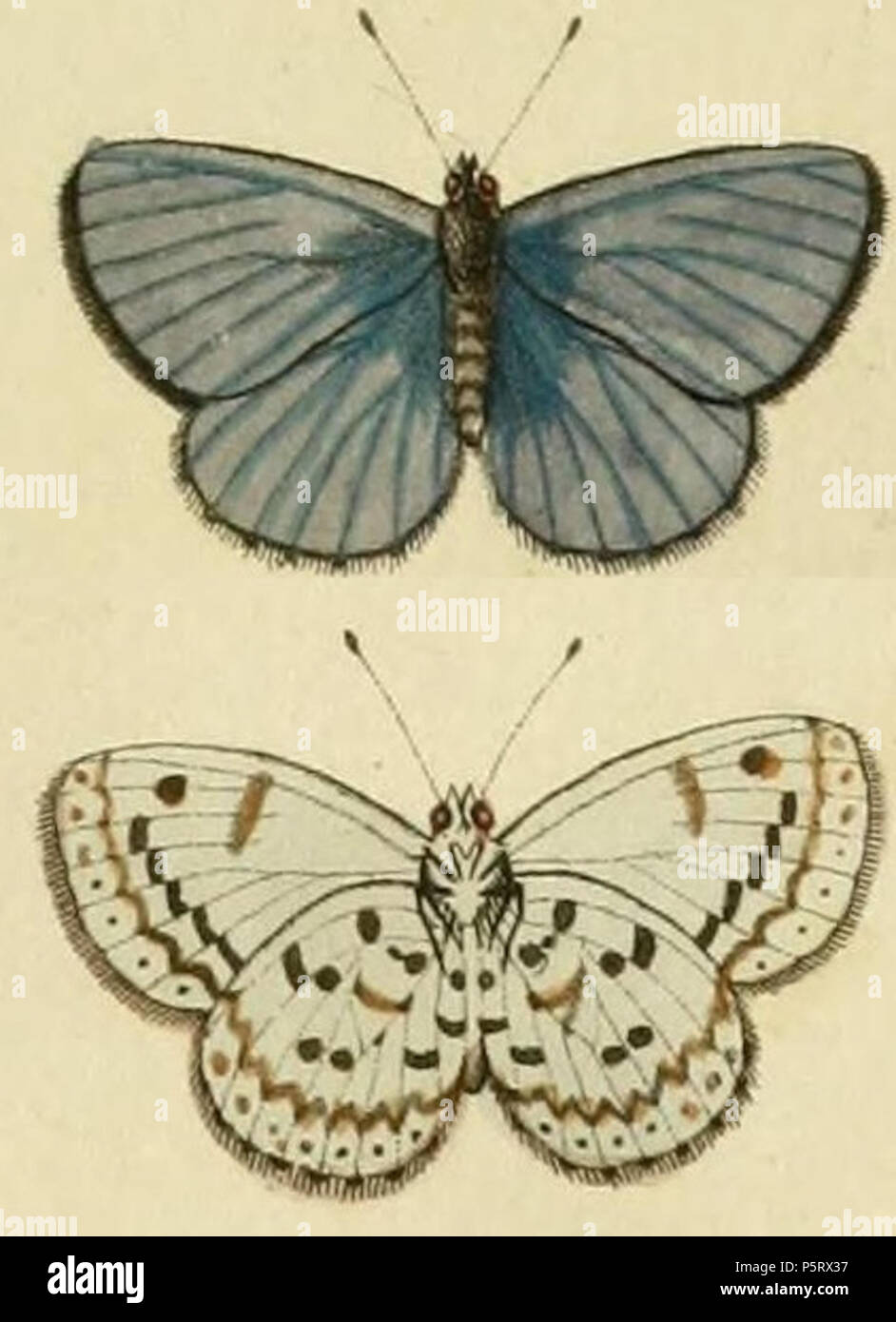 N/A. Plate CCLXX D, E: '(Papilio) Ladon' ( = Celastrina ladon (Cramer ...