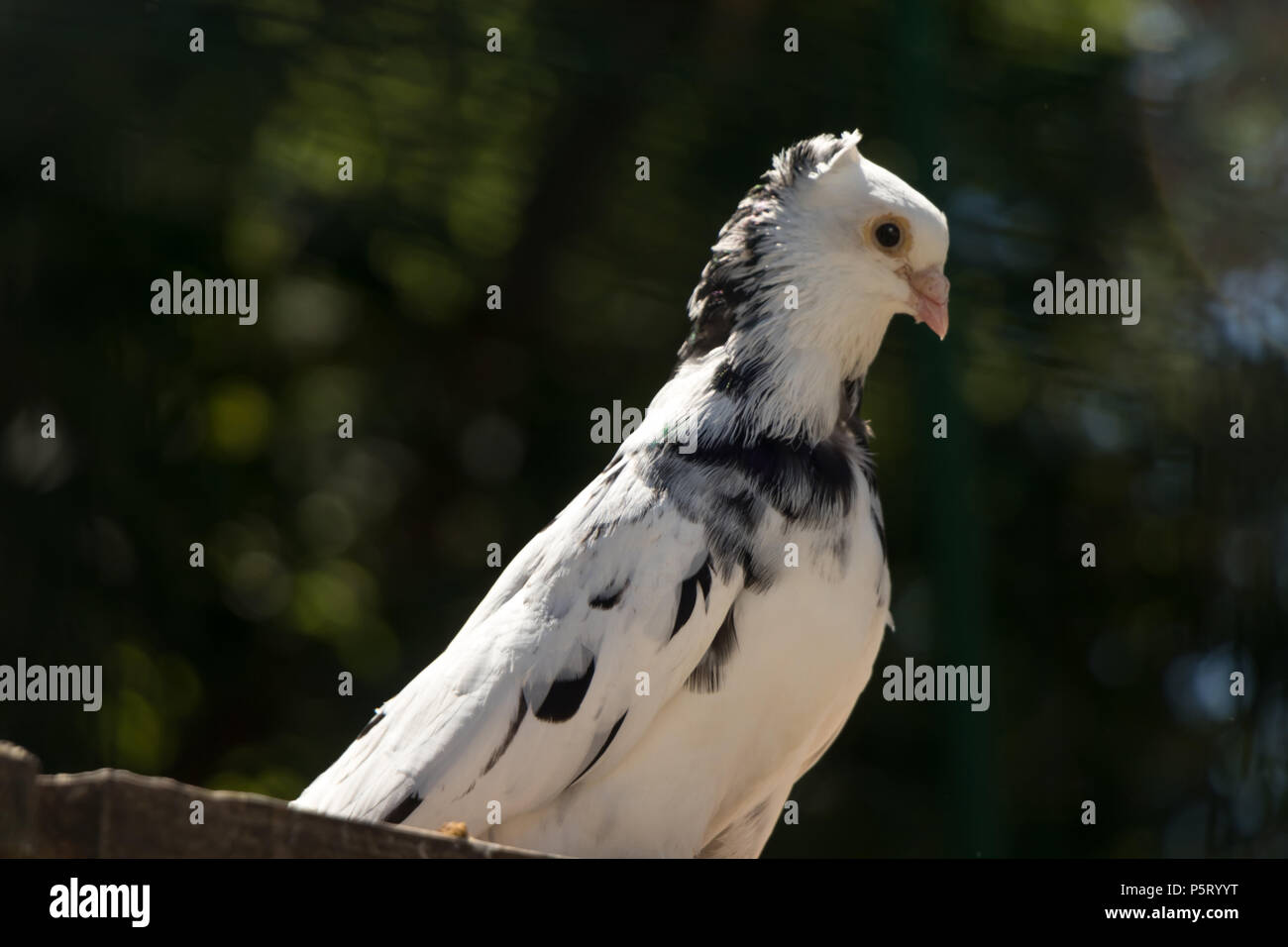 White pigeon standing in the Sun scene Stock Photo - Alamy
