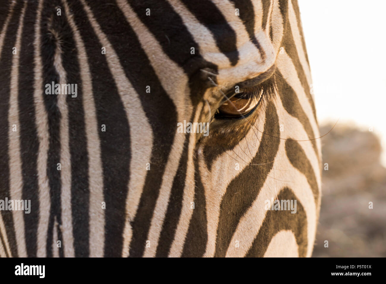 Zebra eye in the close up Stock Photo - Alamy