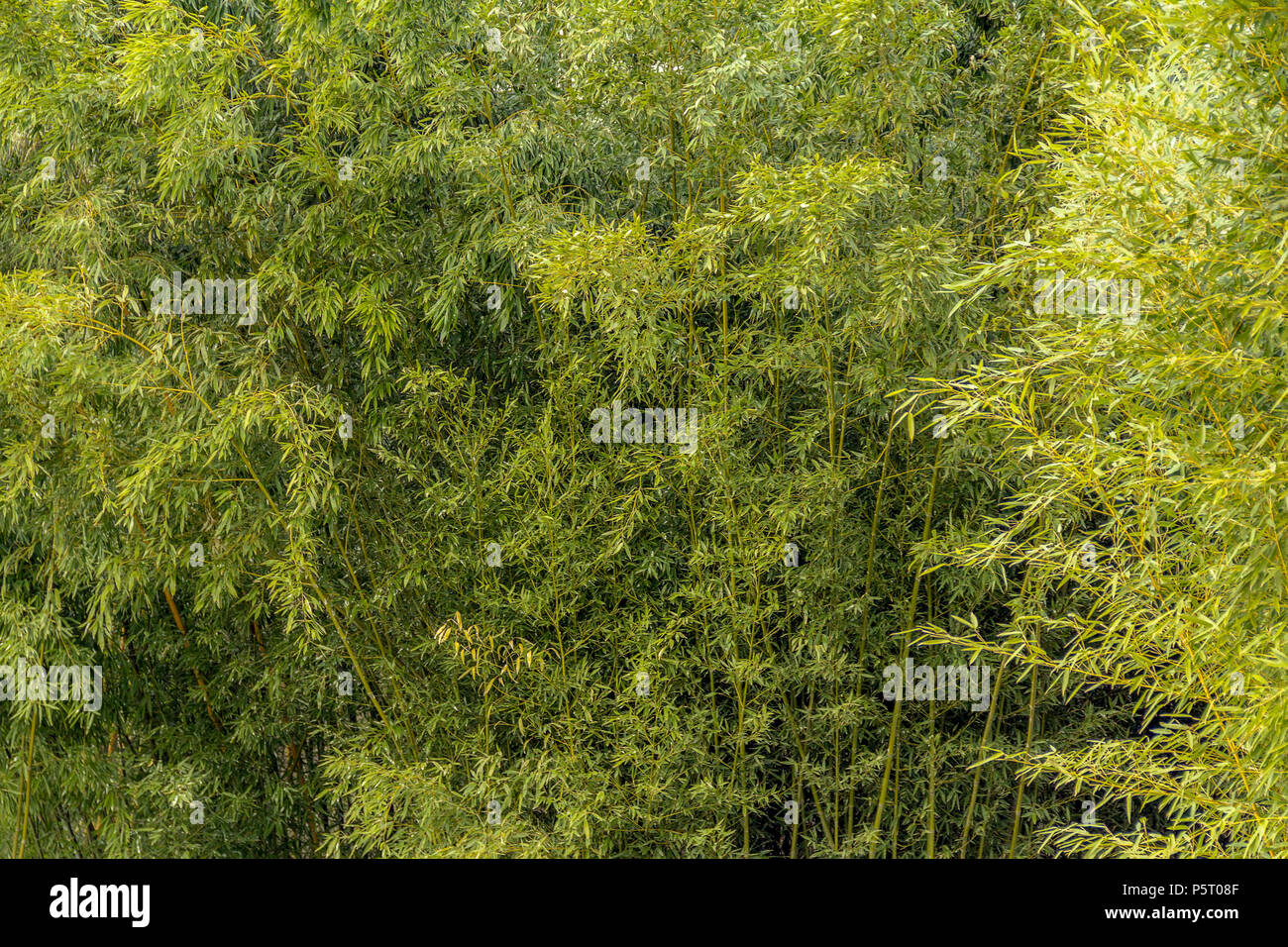 full frame green bamboo plants background Stock Photo - Alamy