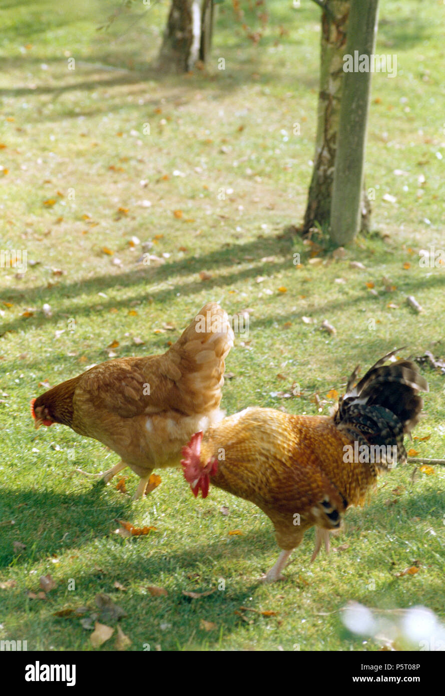 Chicken cockerel hi-res stock photography and images - Alamy