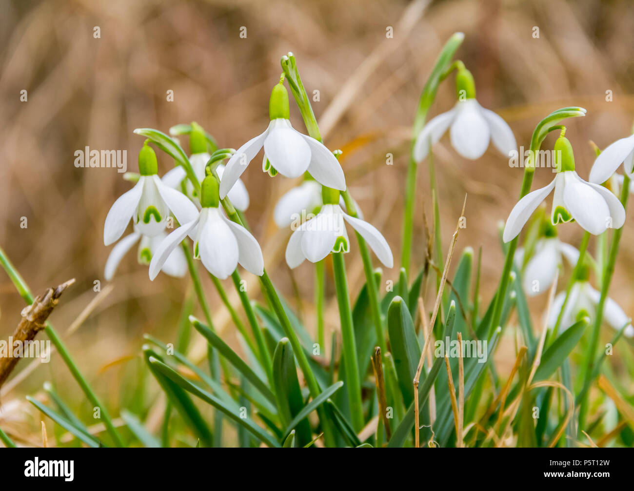 Snowdrop foliage hi-res stock photography and images - Alamy