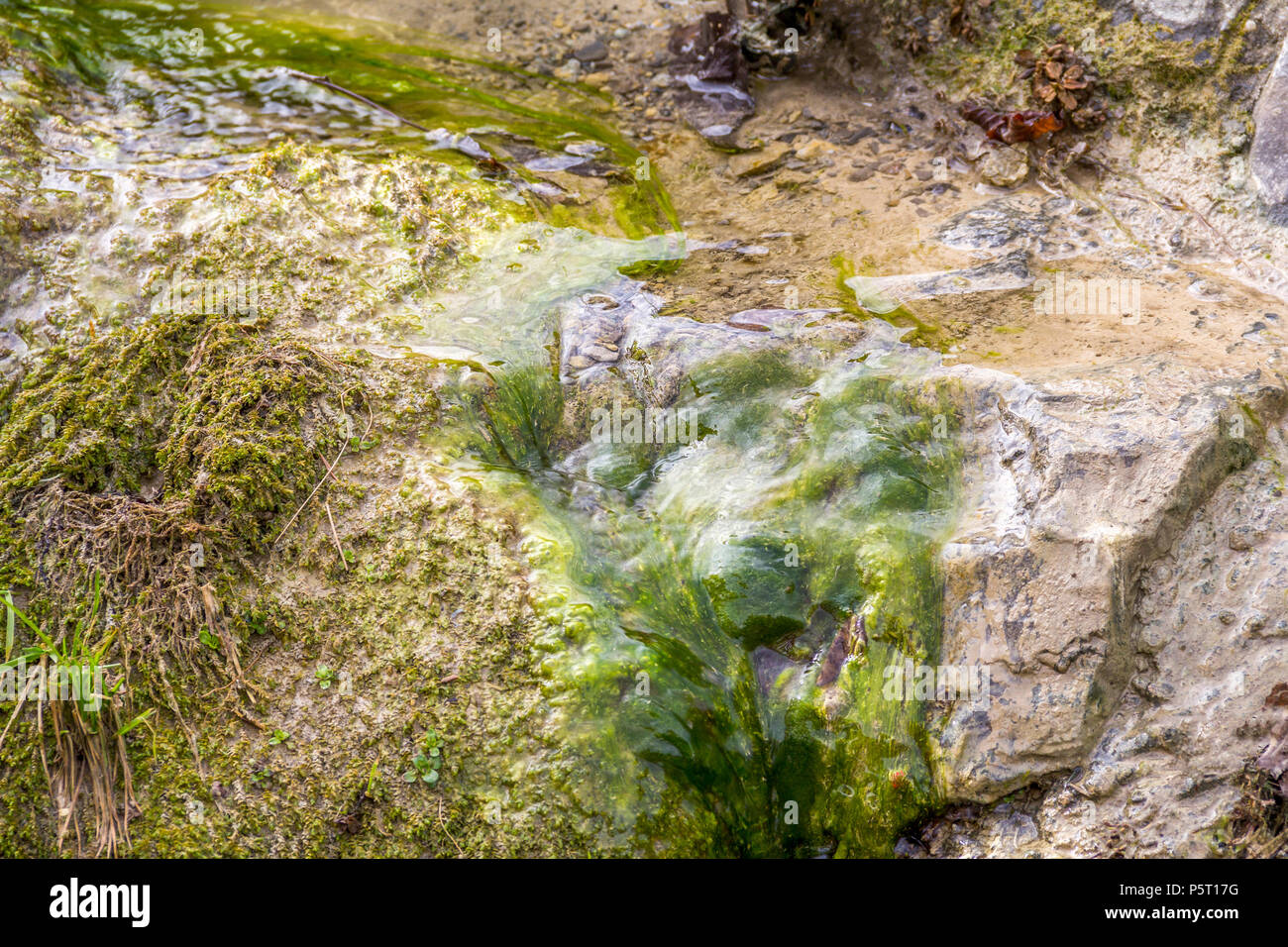 detail of a little brook with some flowing water and green algae Stock ...