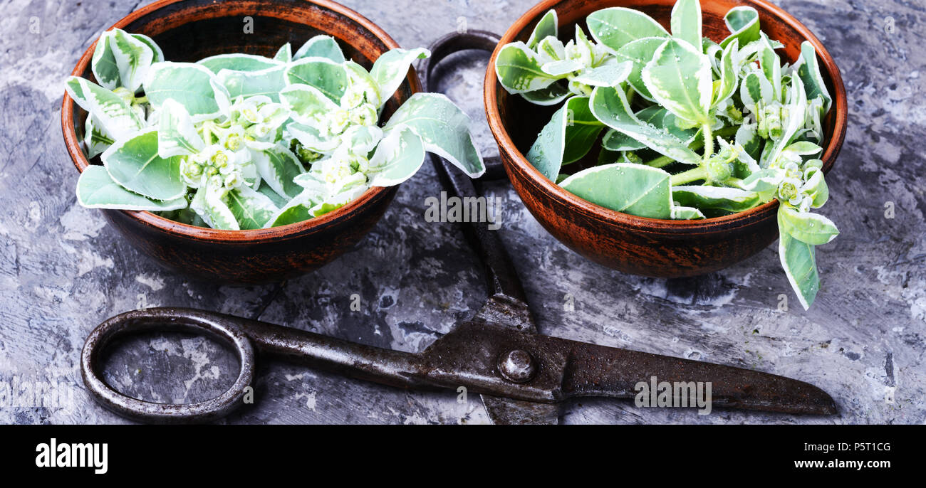 Wild medicinal plant spurge, used in folk medicine Stock Photo - Alamy