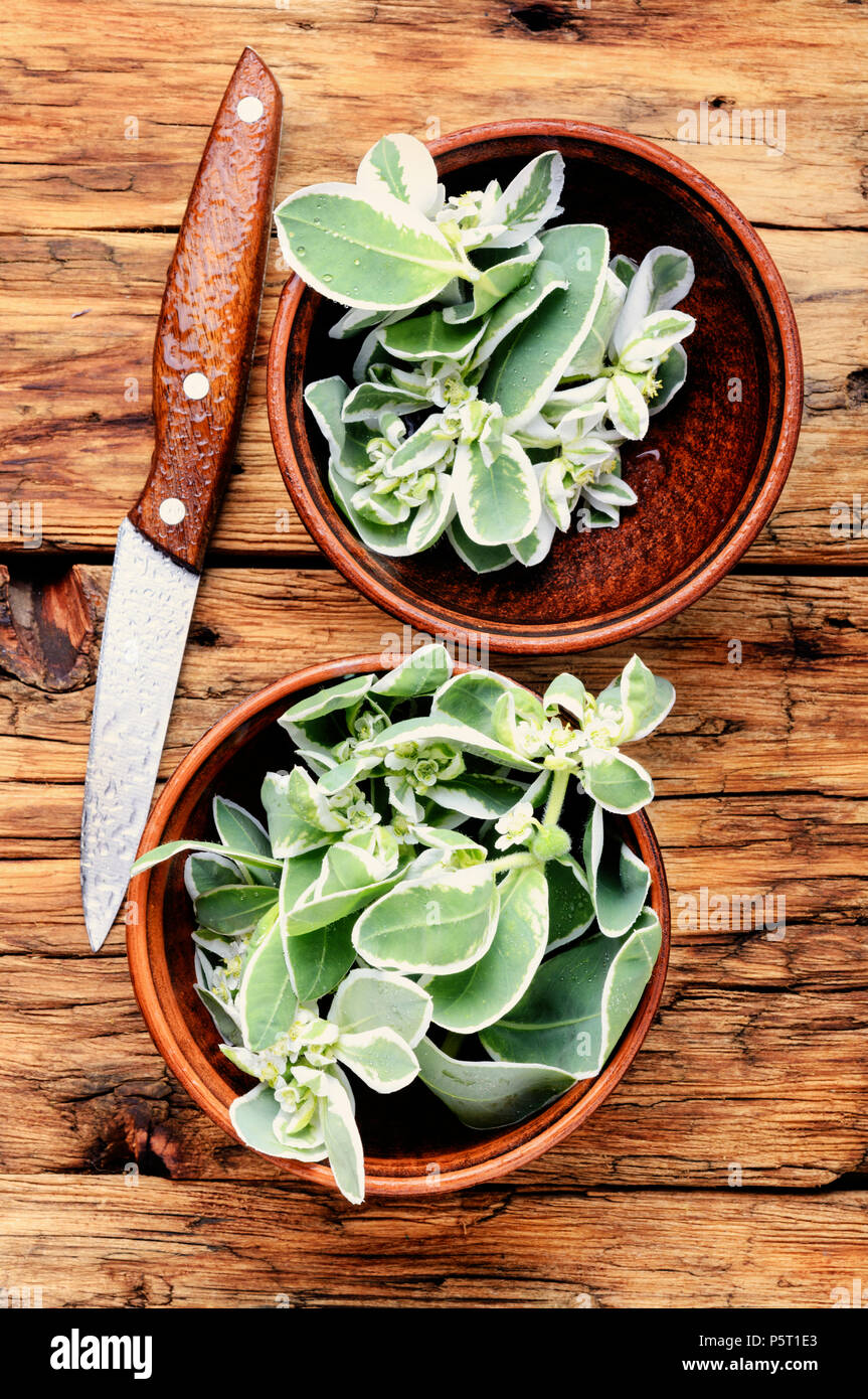 Wild medicinal plant spurge, used in folk medicine Stock Photo - Alamy